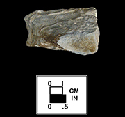 Diagnostic Artifacts in Maryland