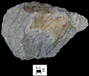 Diagnostic Artifacts in Maryland